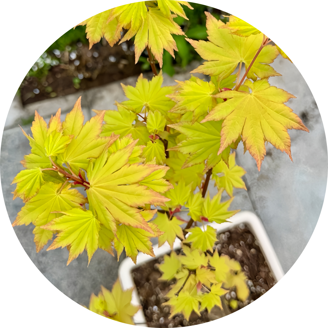 Maple Trees – Fast-growing-Plant