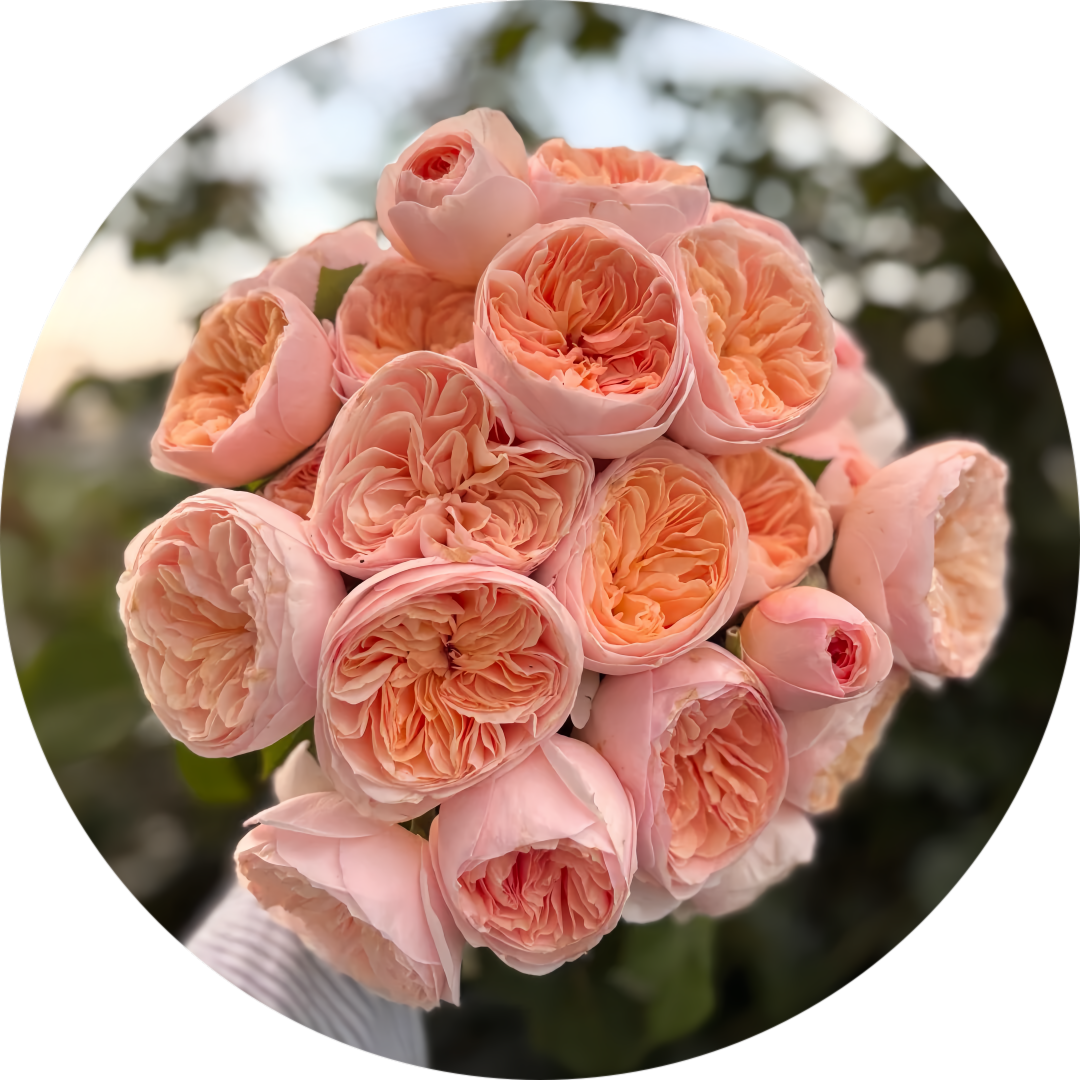 Rose Plant – Fast-growing-Plant