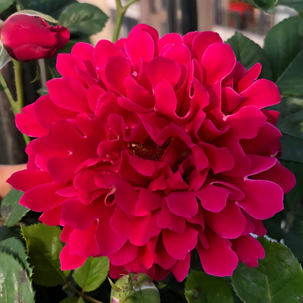 Glamorous Ruffle Rose – Fast-growing-Plant